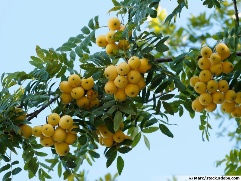 Cormier, Sorbier domestique, Sorbus domestica : planter, cultiver ...