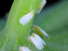 L'aleurode, une invasive mouche blanche
