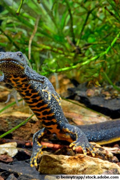 Triturus cristatus, le triton crêté ou triton à crête
