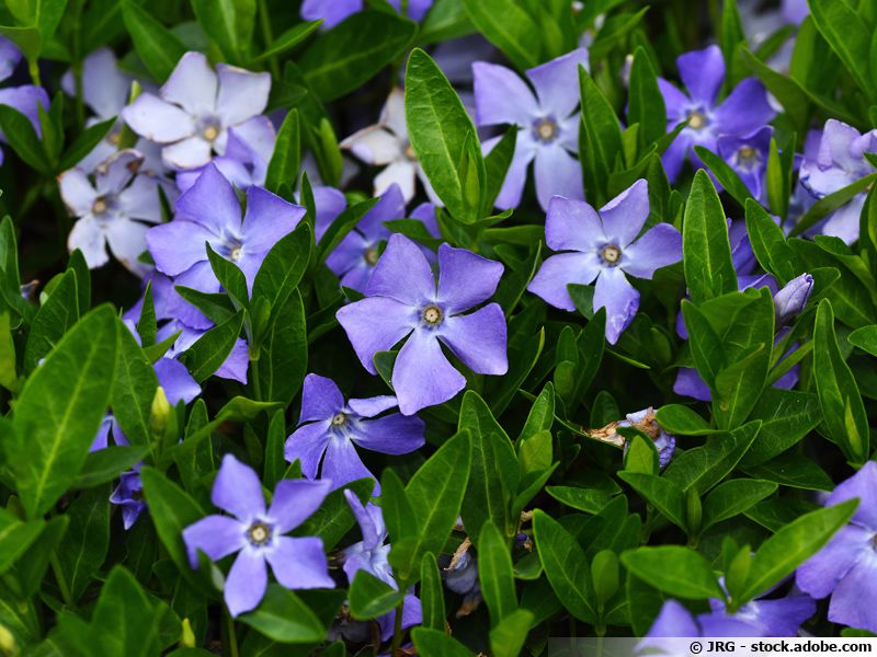 Grande pervenche, Vinca major : planter, cultiver, multiplier