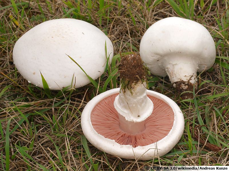 Rosé-des-prés, Agaric champêtre, souris-rose, Agaricus campestris