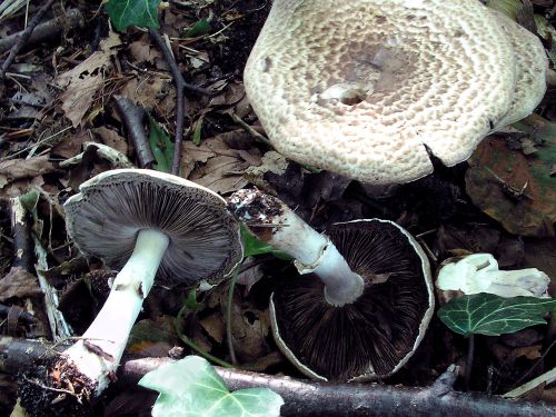 Agaric impudique, Agaric variable, Agaricus impudicus
