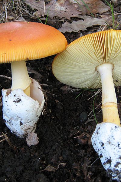 Amanite des Césars, Oronge, Oronge vraie, Amanita caesarea