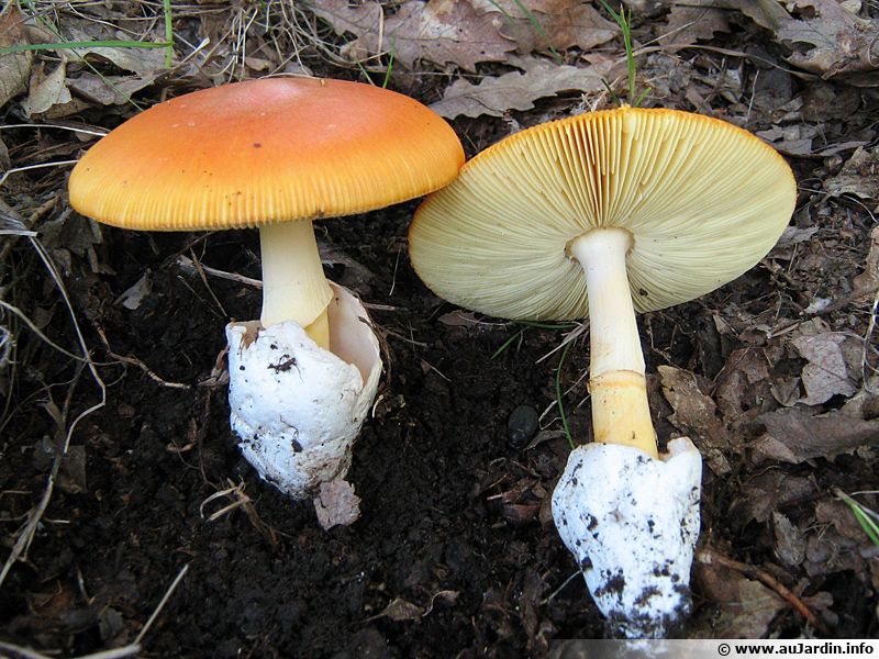 Amanite des Césars, Oronge, Oronge vraie, Amanita caesarea