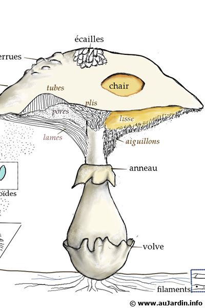 L'anatomie du champignon