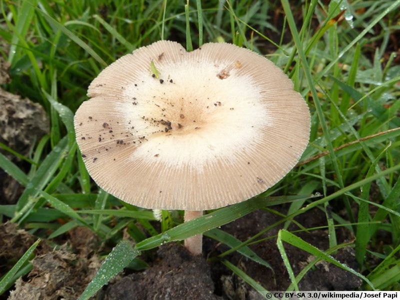 Bolbitius coprophilus