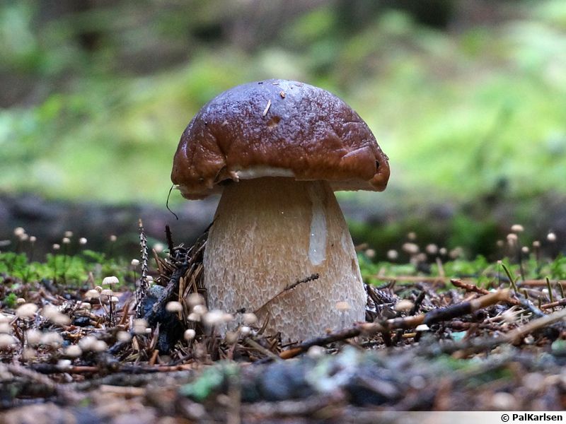 Cèpe de Bordeaux, Boletus edulis