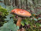 Cèpe de Bordeaux, Boletus edulis