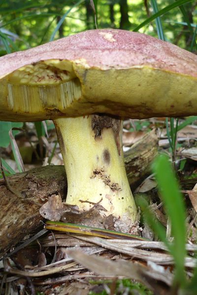 Bolet royal, Butyriboletus regius