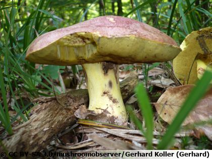 Bolet royal, Butyriboletus regius
