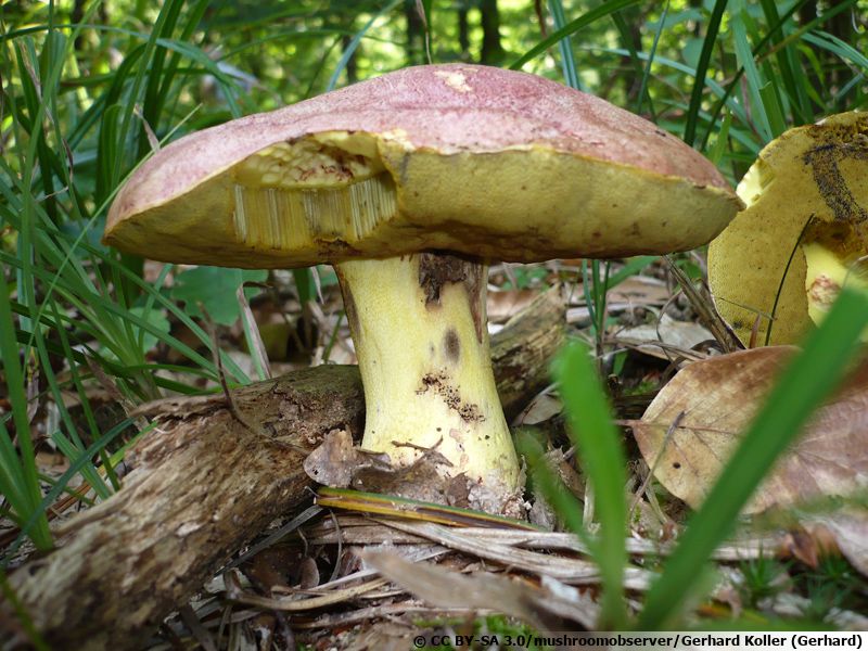 Bolet royal, Butyriboletus regius