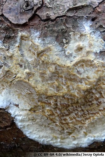 Coniophore des caves, Coniophore bosselé, Corticie brun-olive ...