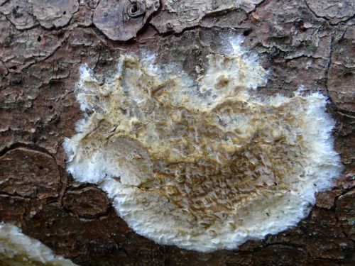 Coniophore des caves, Coniophore bosselé, Corticie brun-olive ...
