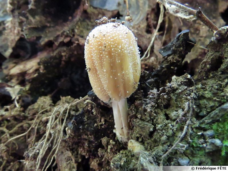 Coprin à sucre, Coprin saupoudré de sucre, Coprinellus saccharinus