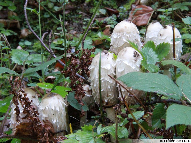 Coprin chevelu, Coprinus comatus