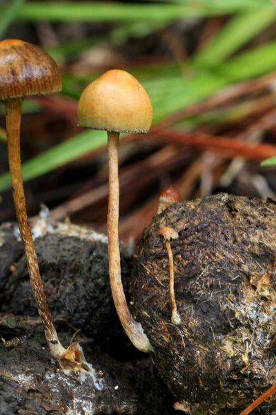Psilocybe coprophile, Psilocybe coprophila
