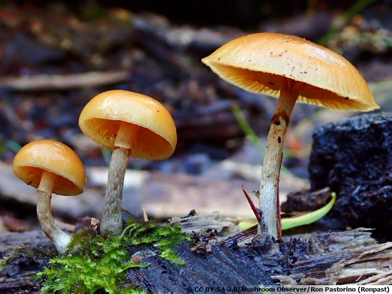 Galère marginée, Pholiote marginée, Galerina marginata