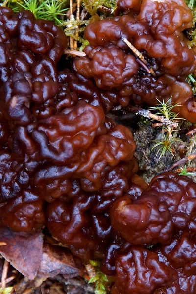 Gyromitre, Fausse morille, Gyromitra esculenta