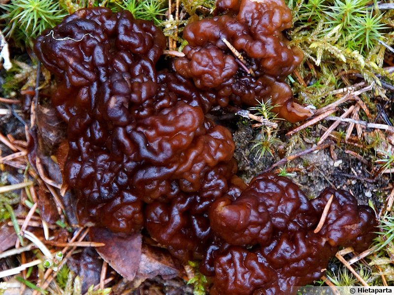 Gyromitre, Fausse morille, Gyromitra esculenta