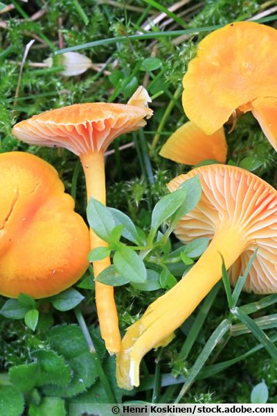Hygrophore céracé, Hygrocybe ceracea
