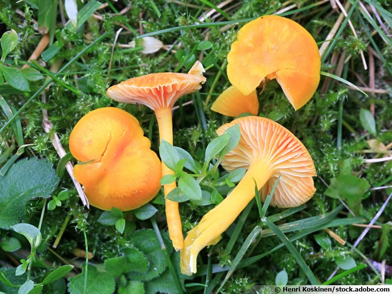 Hygrophore céracé, Hygrocybe ceracea