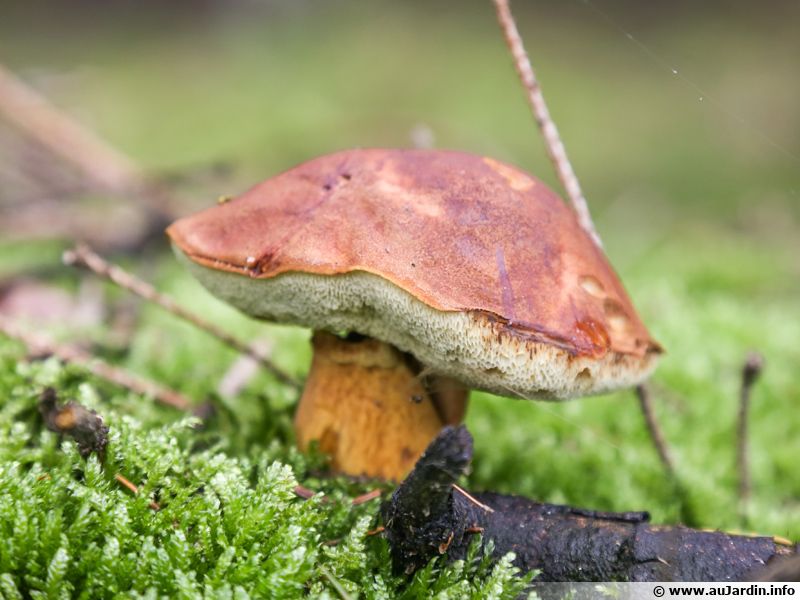 Bolet bai, Imleria badia