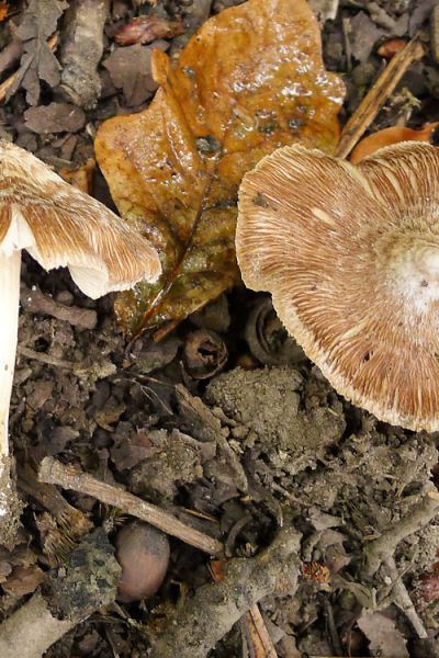 Inocybe maculé, Inocybe maculata