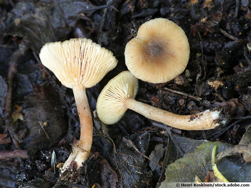 Lactaire olivâtre, Lactaire obscur, Lactarius obscuratus