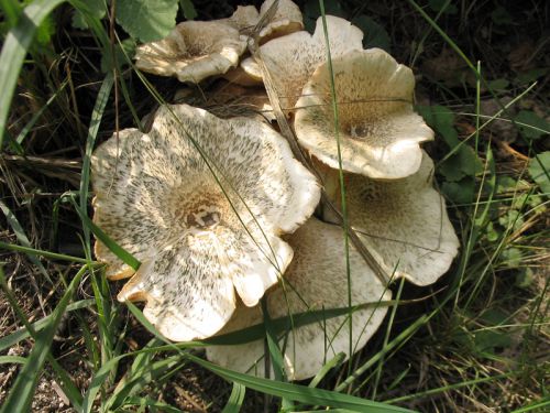 Lentin tigré, Lentinus tigrinus