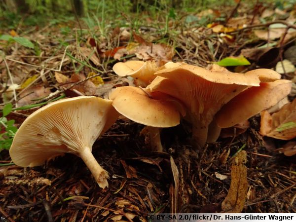 Clitocybe flasque, Clitocybe inversé, Lepista flaccida