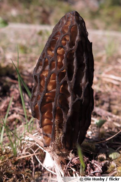 Morille conique, Morille élévée, Morchella elata