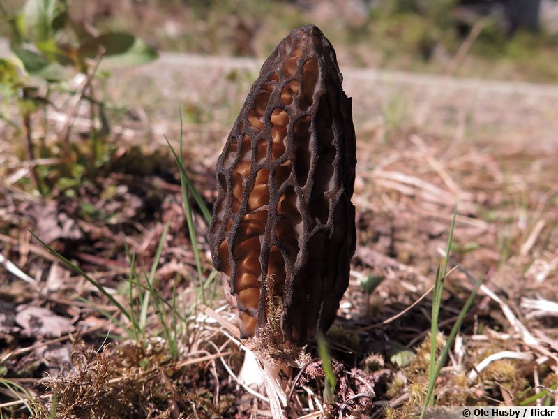 Morille conique, Morille élévée, Morchella elata