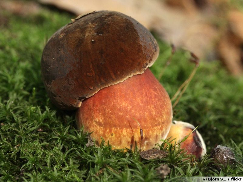 Bolet à pied rouge, Neoboletus erythropus