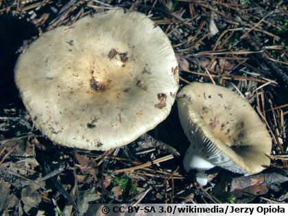 Russule à lames fourchues, Russule hétérophylle, Russula heterophylla