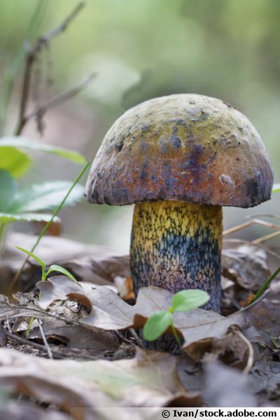 A la découverte des bolets bleuissants