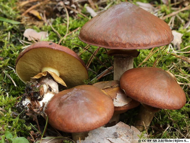 Nonnette voilée, Bolet jaune, Suillus luteus