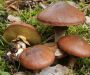 Bolet des bouviers, Suillus bovinus