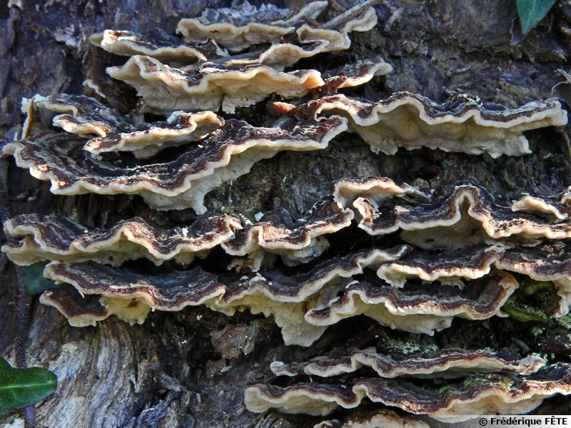 Tramète versicolore, Polypore versicolore, Trametes versicolor