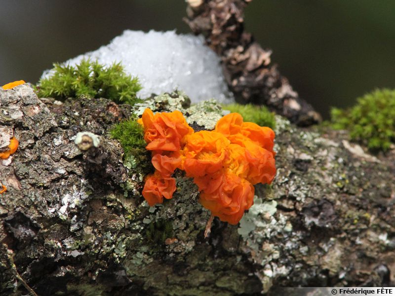 Trémelle orangée, Tremella aurantia