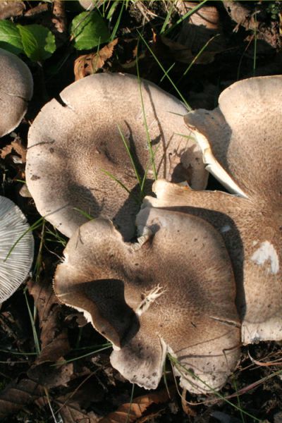 Tricholome jaunissant, Tricholome farineux jaunissant, Tricholoma ...