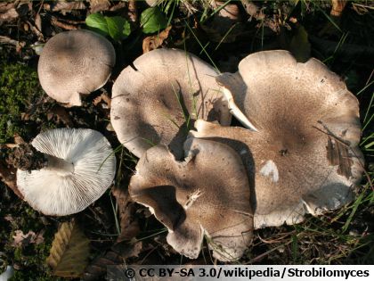 Tricholome jaunissant, Tricholome farineux jaunissant, Tricholoma ...
