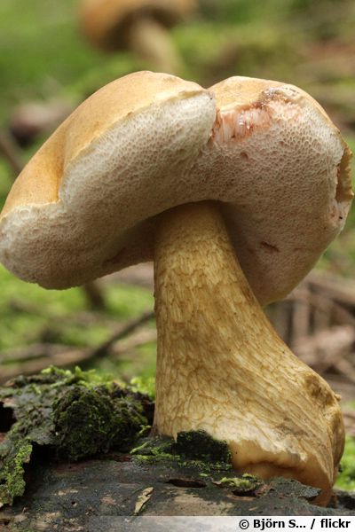 Bolet amer, Chicotin, Bolet de fiel, Tylopilus felleus