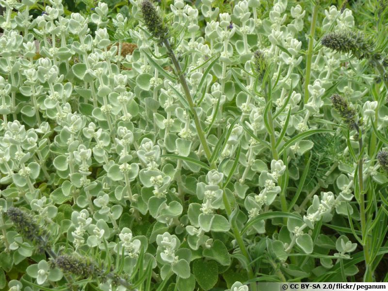 Ballote, Dictamne batard, Faux dictamne, Ballota pseudodictamnus ...