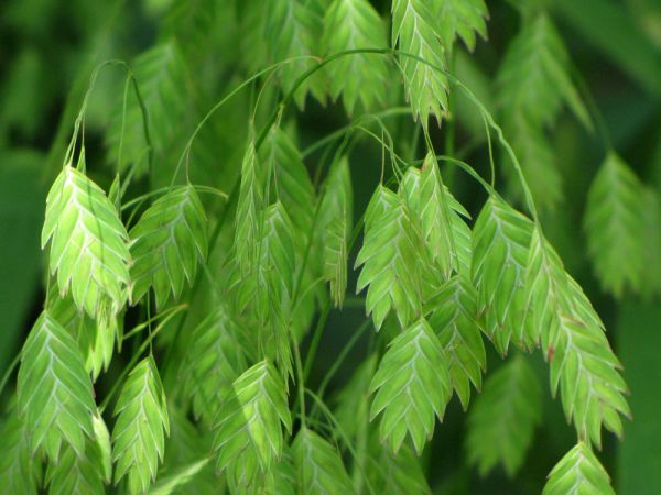 Folle avoine d'Amérique, Avoine indienne, Chasmanthium latifolium ...