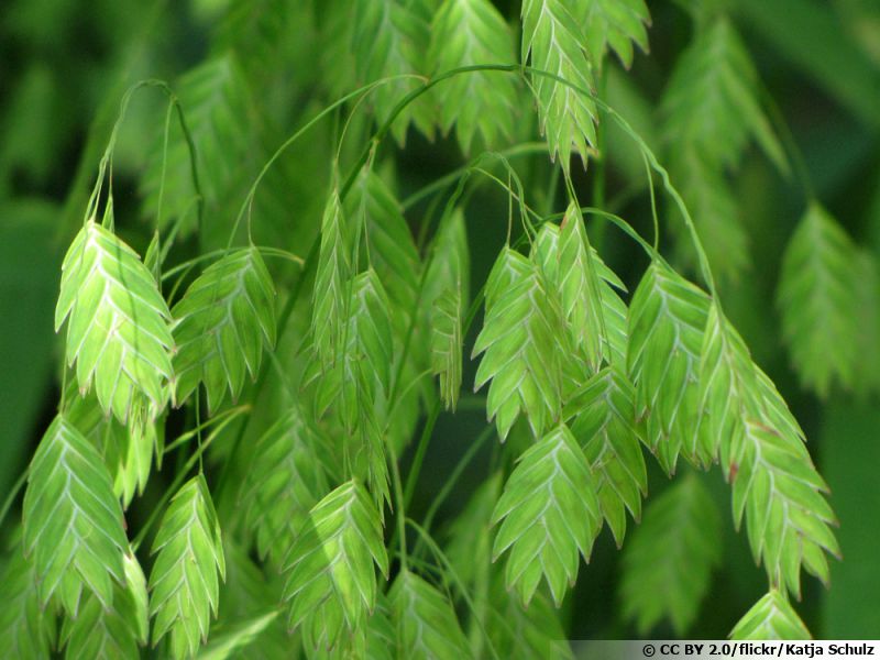 Folle avoine d'Amérique, Avoine indienne, Chasmanthium latifolium ...
