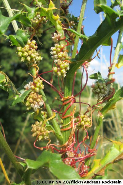 Cuscute d'Europe, Cuscuta europaea : planter, cultiver, multiplier