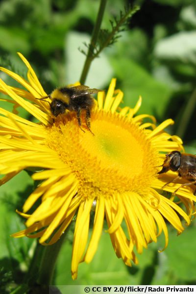 Grande aunée, Aunée officinale, Inula helenium : planter, cultiver ...