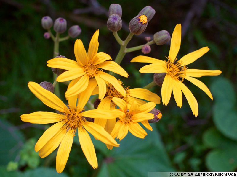 Ligulaire dentée, Ligulaire d'or, Ligulaire dentée, Séneçon d'été ...