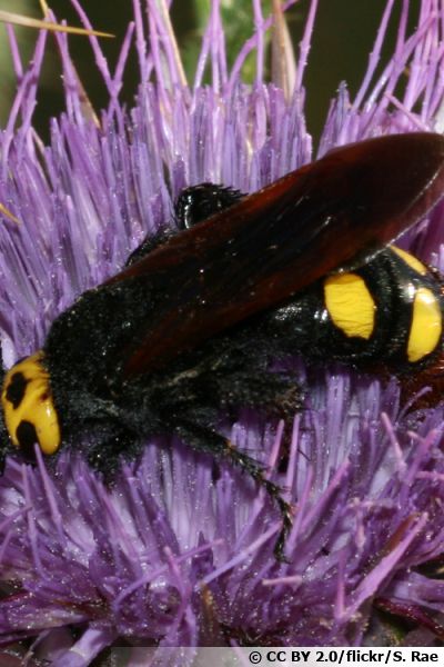 La scolie des jardins