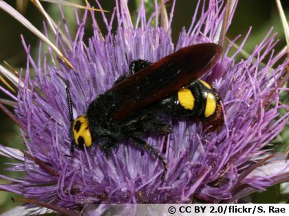 La scolie des jardins